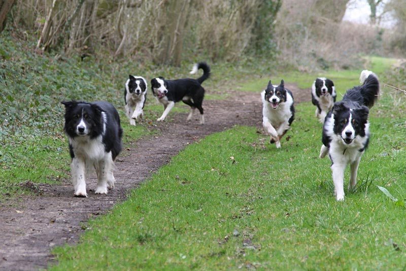 Sheepdog Training with Sue Little